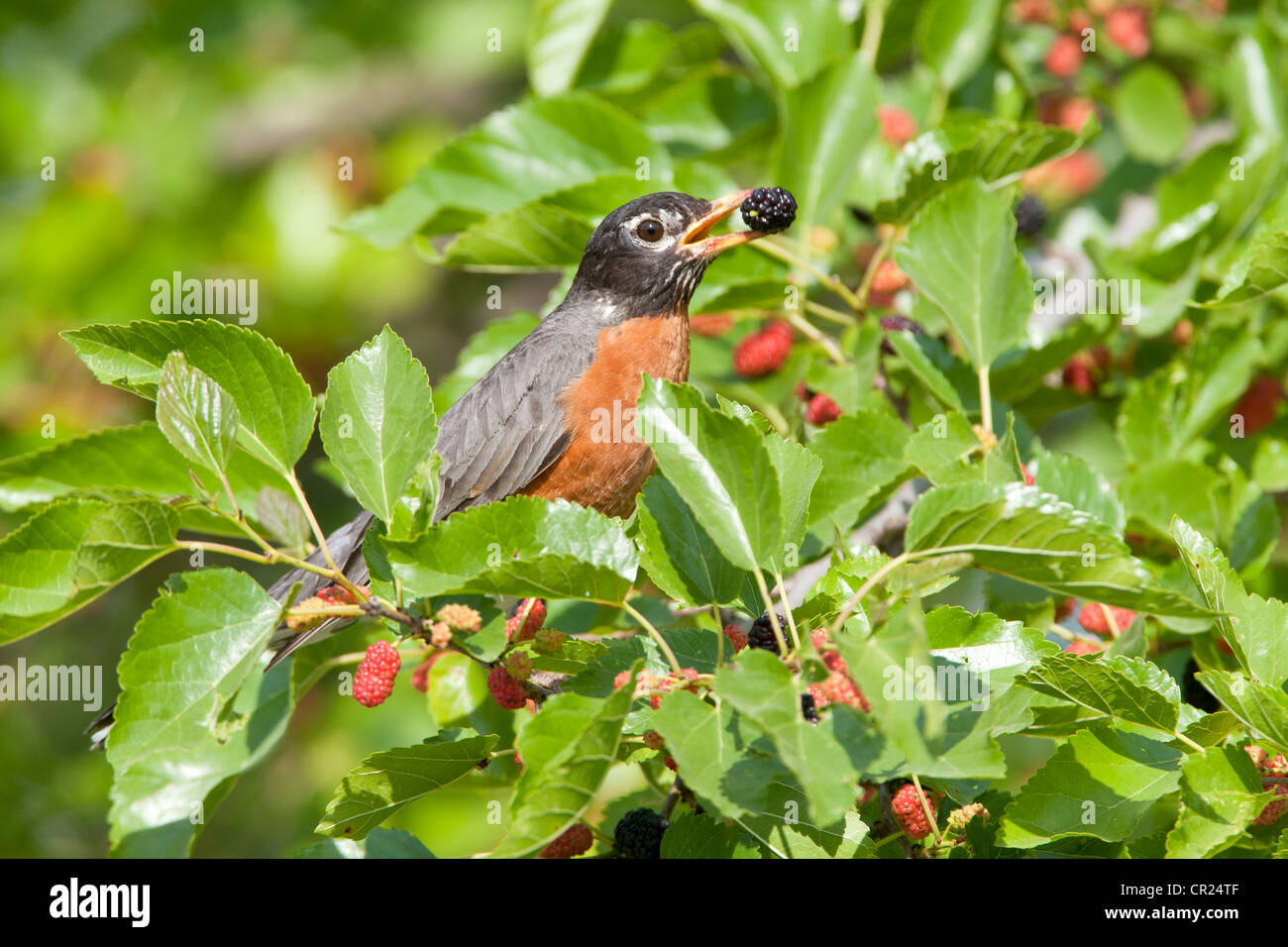 American Robin bird songbird perched Eating Mulberry Stock Photo - Alamy