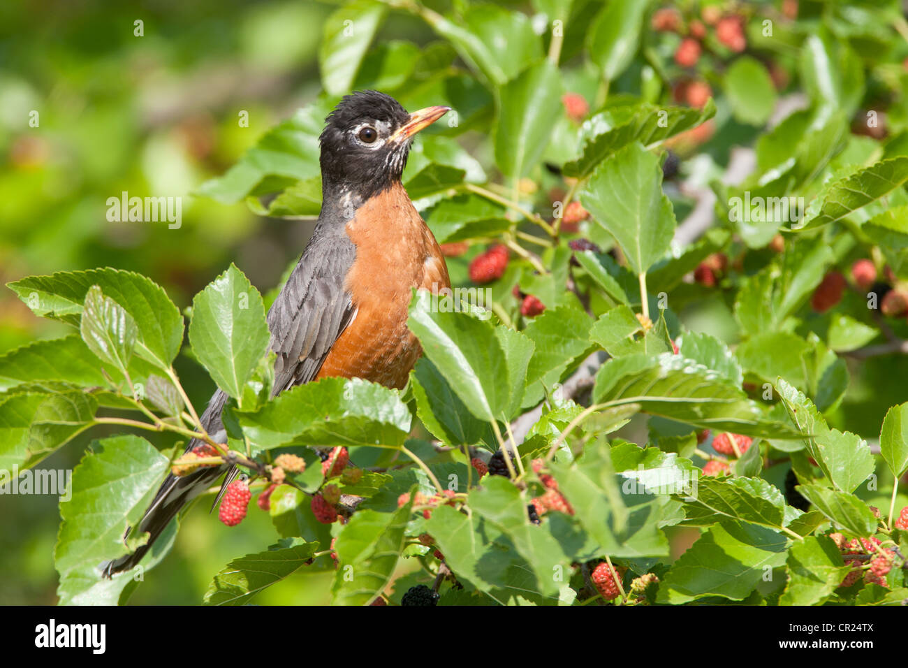 American Robin in Mulberry Tree Stock Photo - Alamy