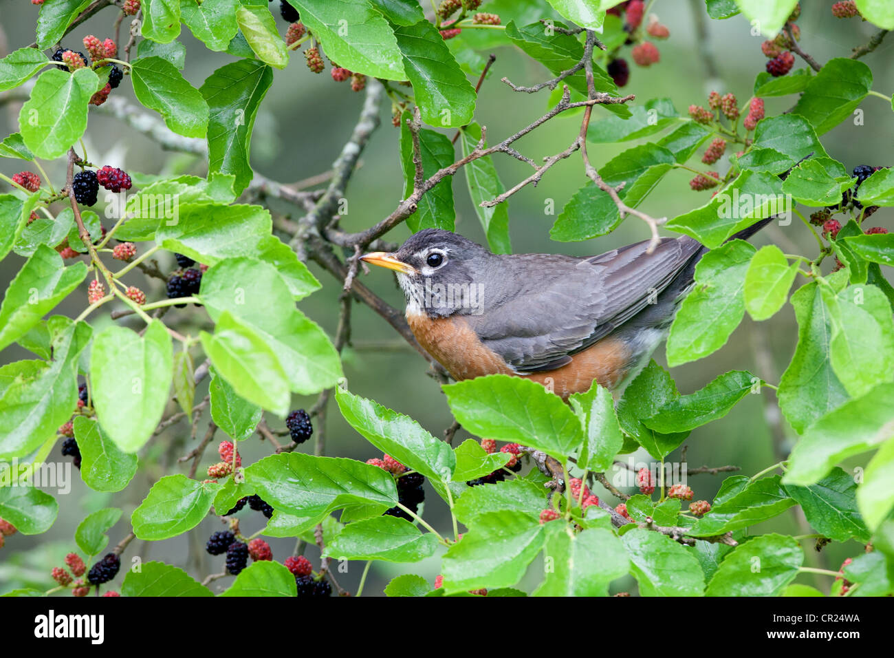 Robin in mulberry hi-res stock photography and images - Alamy