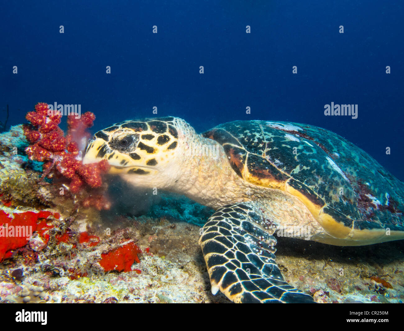 Hawksbill Sea Turtle, Male North Atoll, Maldives Stock Photo - Alamy