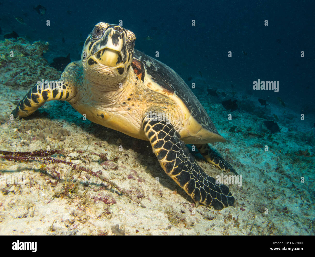 Hawksbill Sea Turtle, Male North Atoll, Maldives Stock Photo - Alamy
