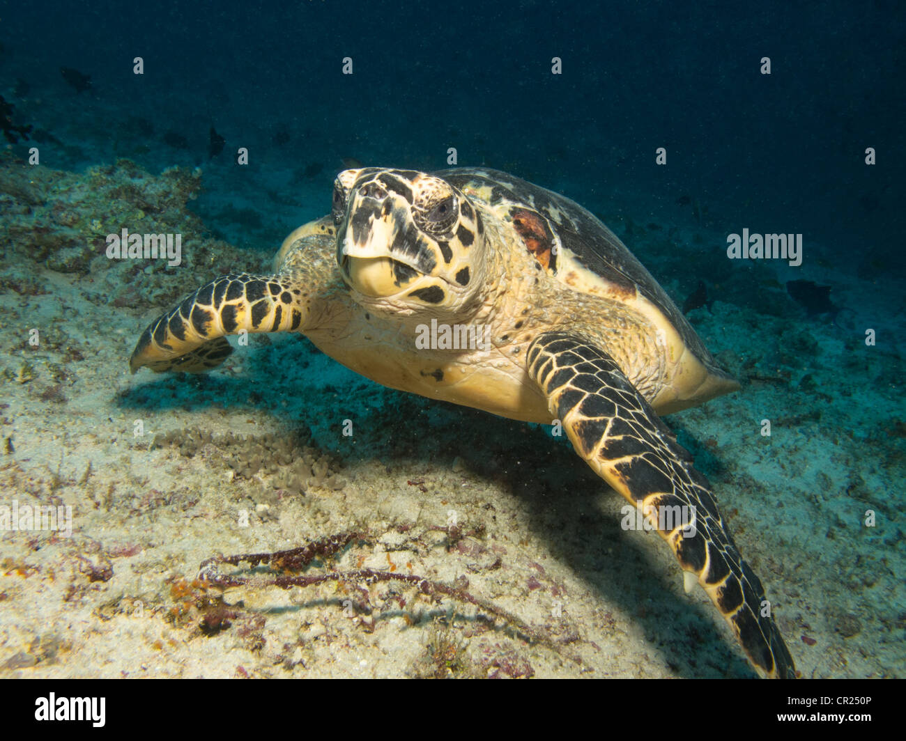 Hawksbill Sea Turtle, Male North Atoll, Maldives Stock Photo - Alamy