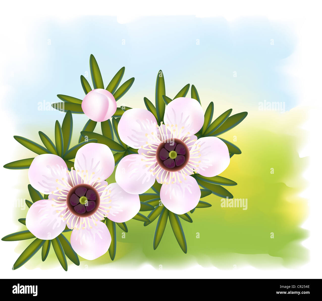 Manuka illustration hi-res stock photography and images - Alamy