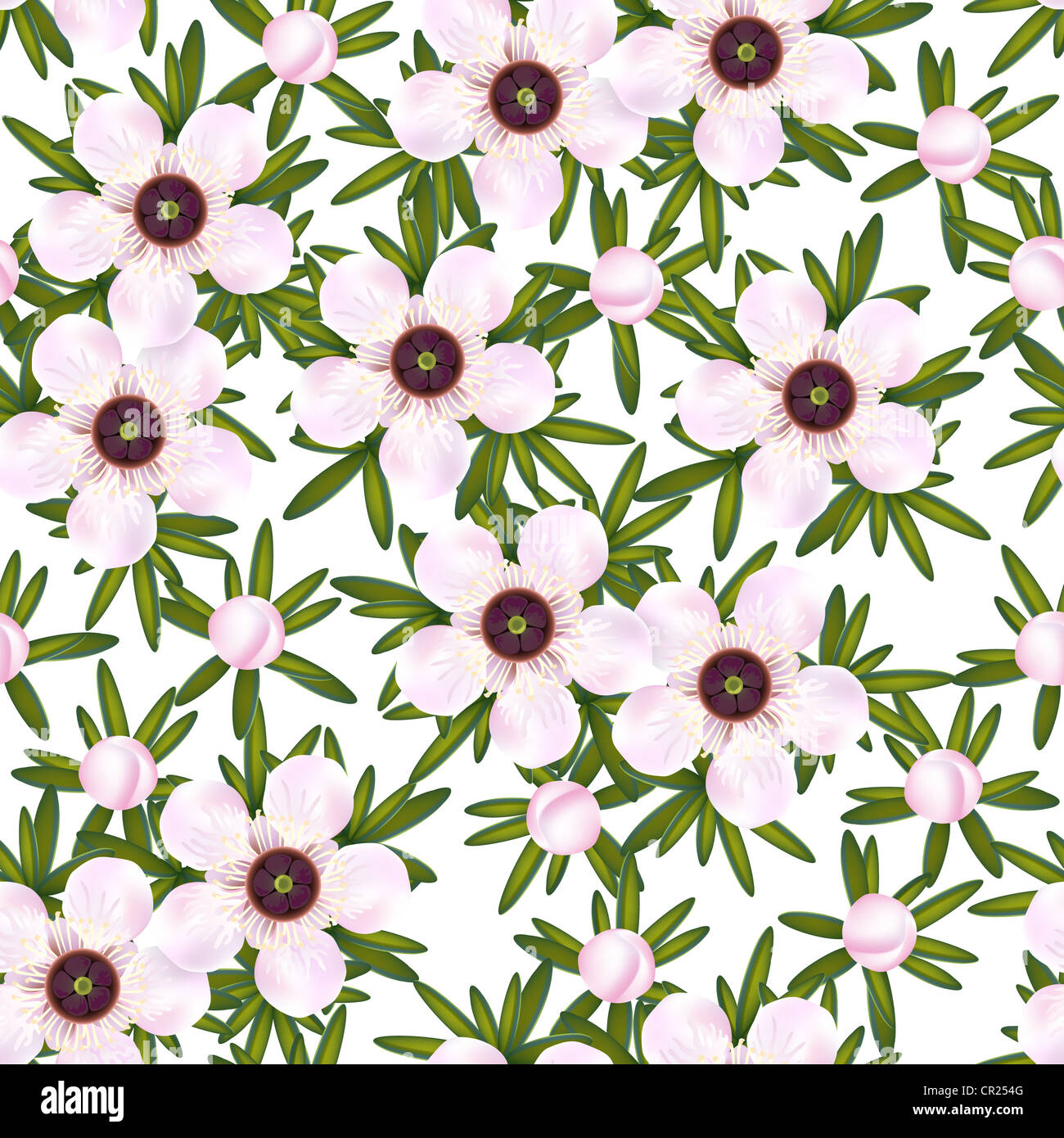 Manuka or Tea tree or just Leptospermum. Seamless vector background ...