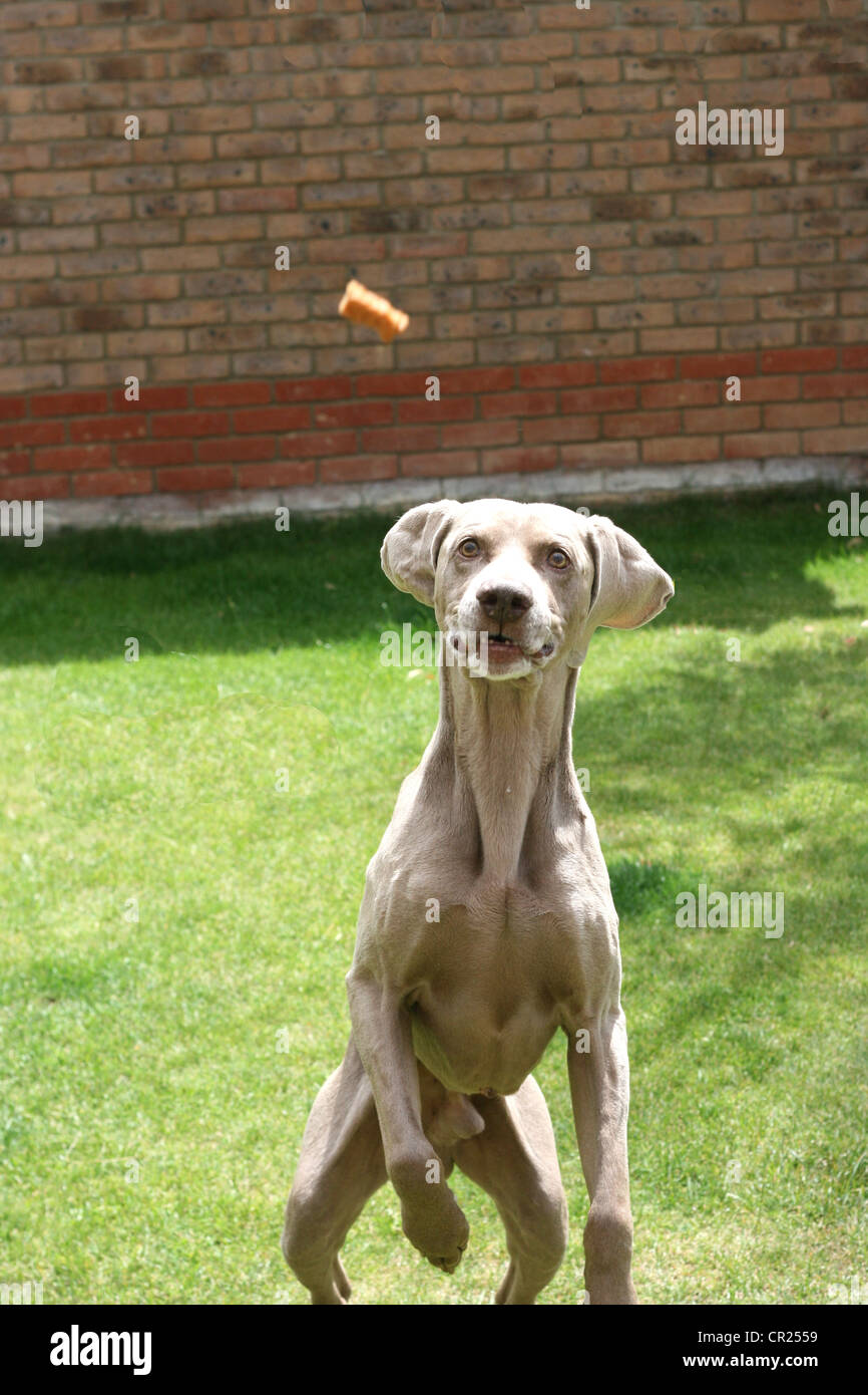 Weimaraner pup hi-res stock photography and images - Alamy