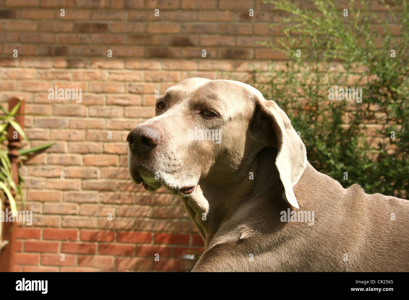 Big hunter dog hi-res stock photography and images - Alamy