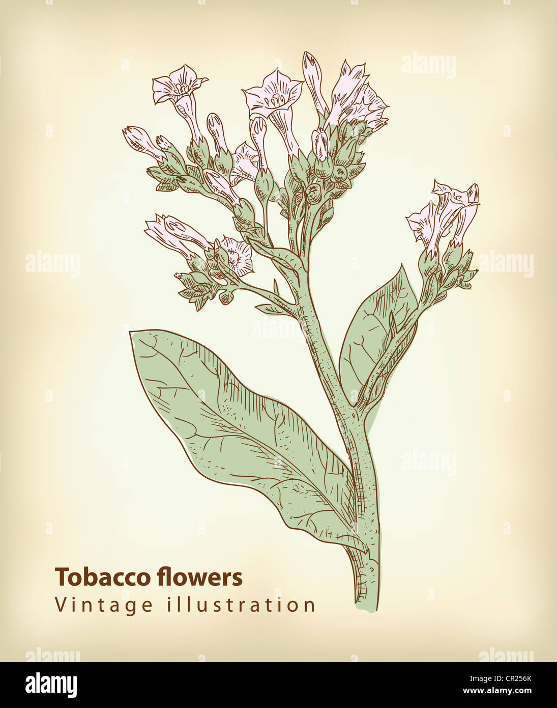 Tobacco flowers. VIntage vector iluustration Stock Photo - Alamy