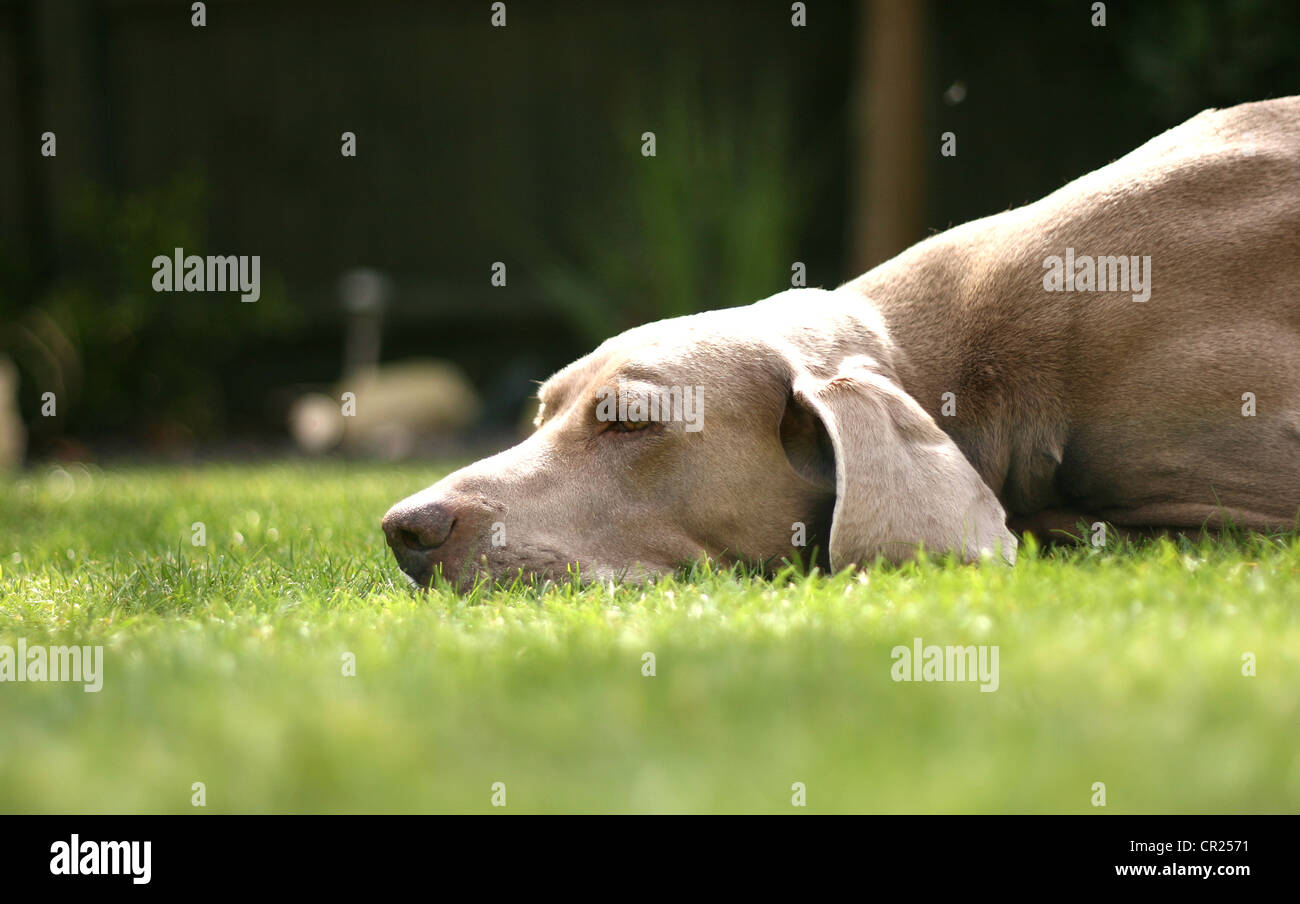 Old weimaraner dog in an english garden Stock Photo - Alamy