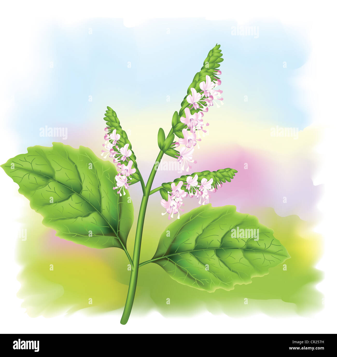 Plant patchouli (Pogostemon cablini). Vector illustration on fullcolor ...