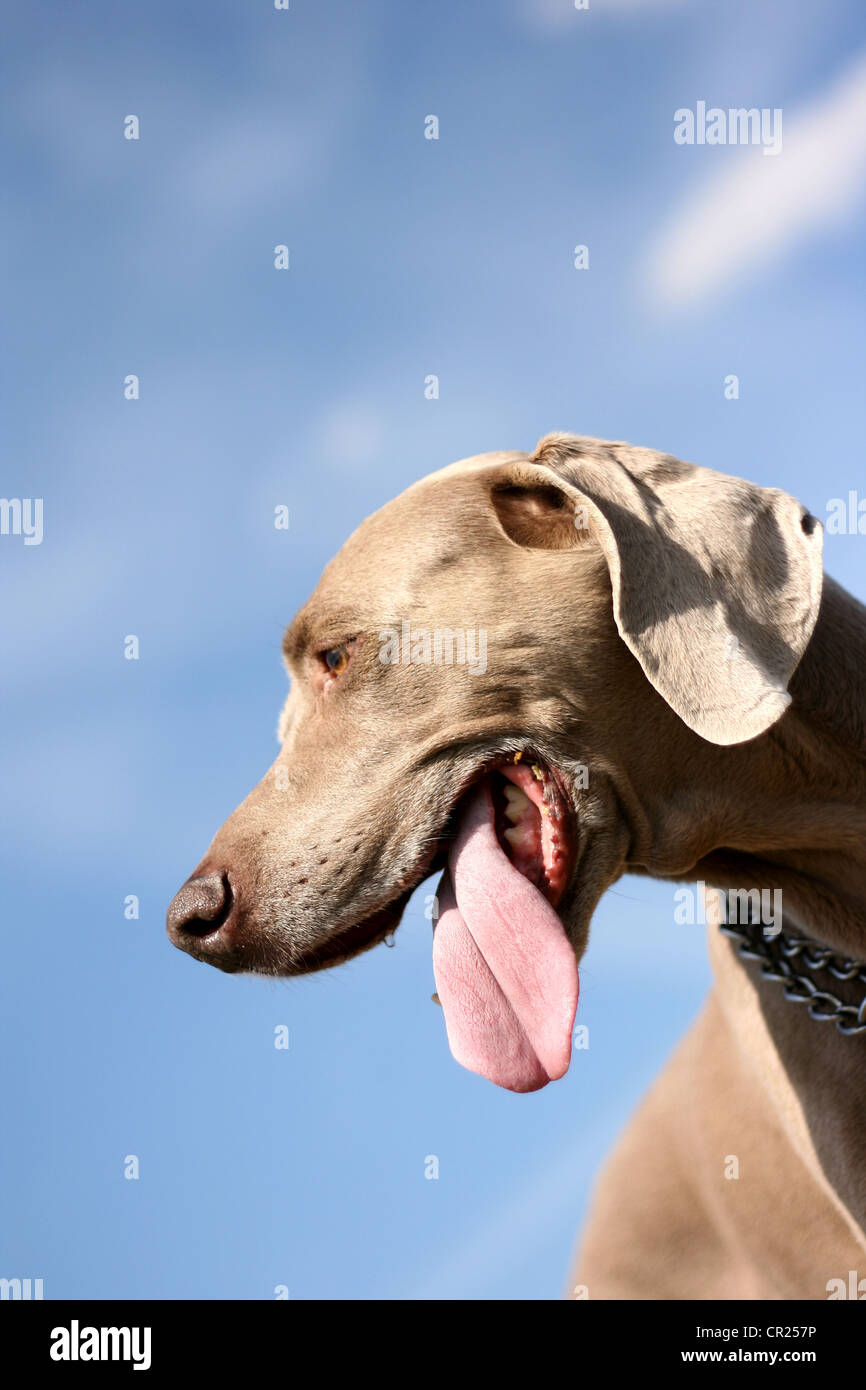 old Weimaraner dog in a British garden Stock Photo - Alamy