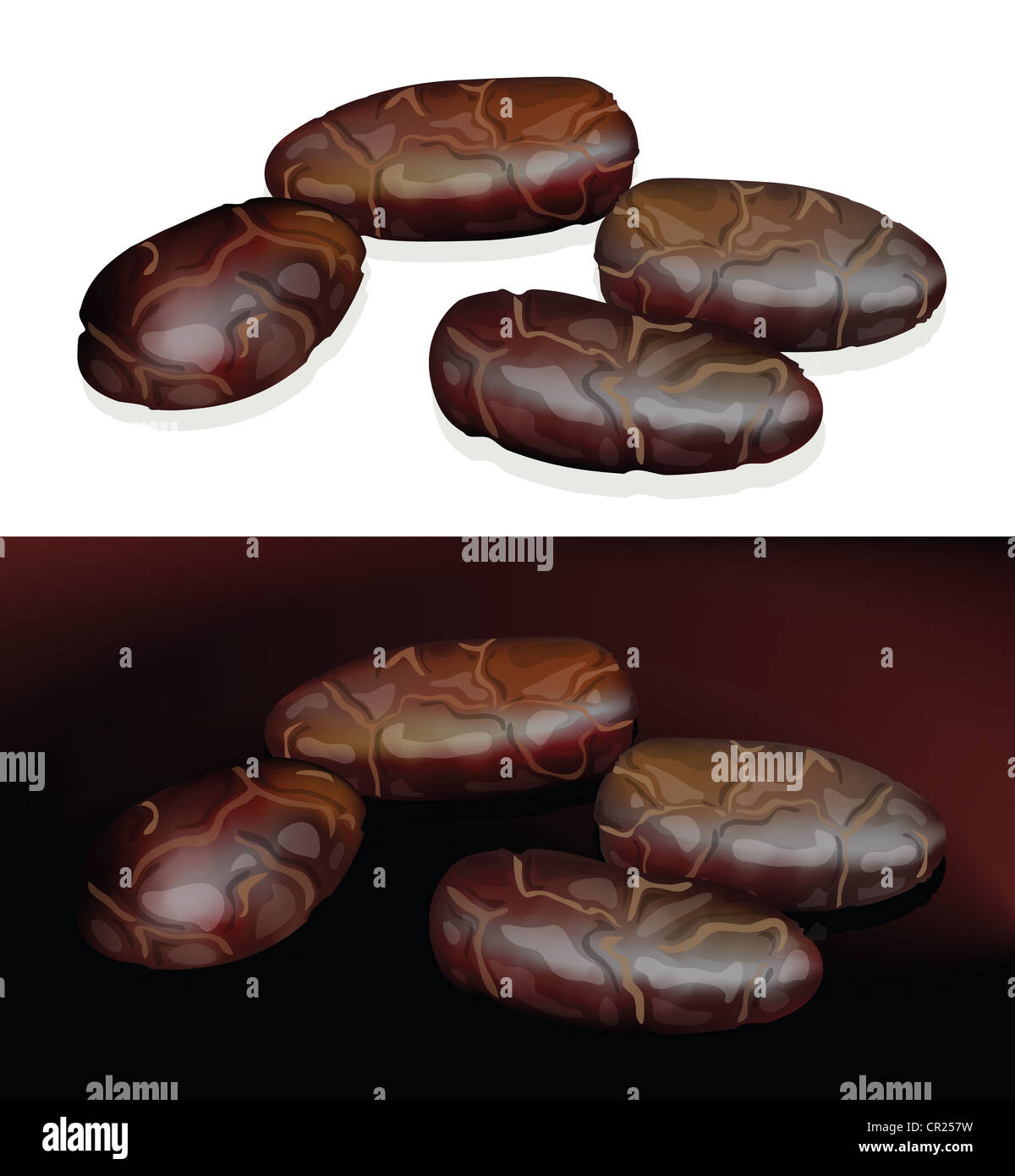 Cacao Beans. Vector illustration on white and dark background Stock ...