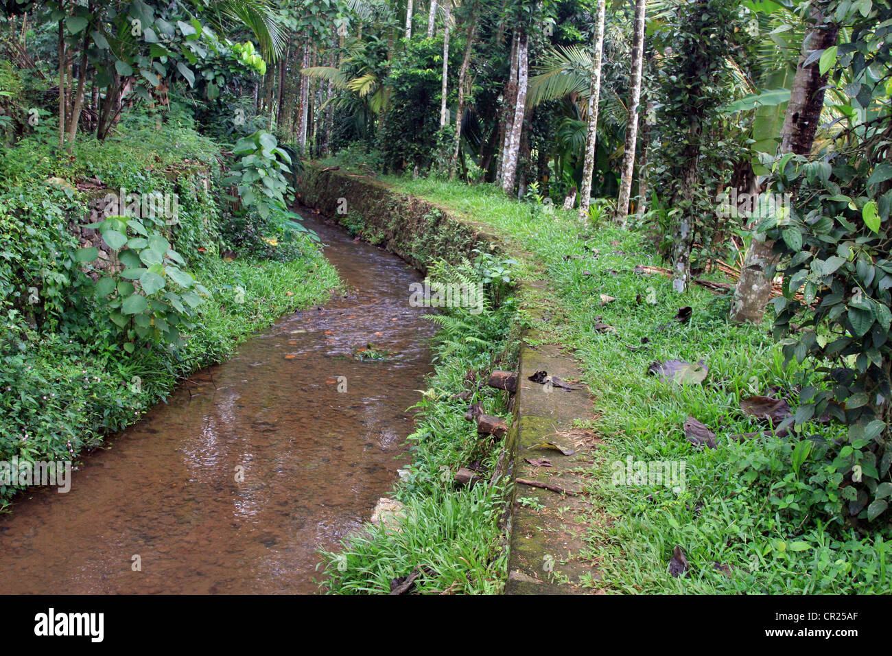 Aruvi, Thodu, Stream agriculture land in kerala, India Stock Photo - Alamy