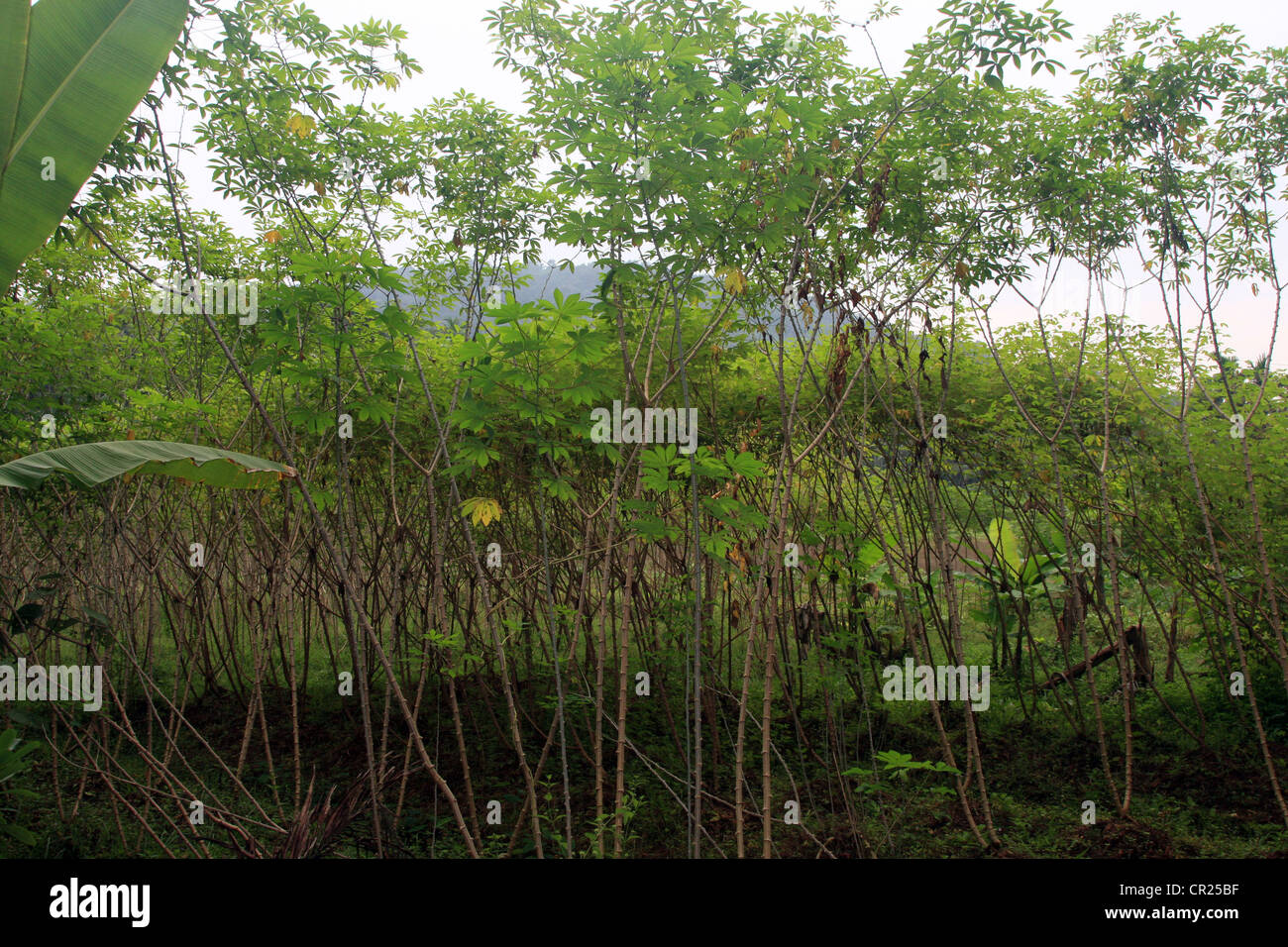 Tapioca field hi-res stock photography and images - Alamy