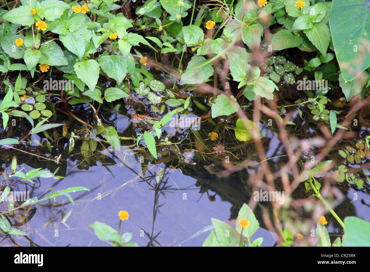 Water in india hi-res stock photography and images - Alamy
