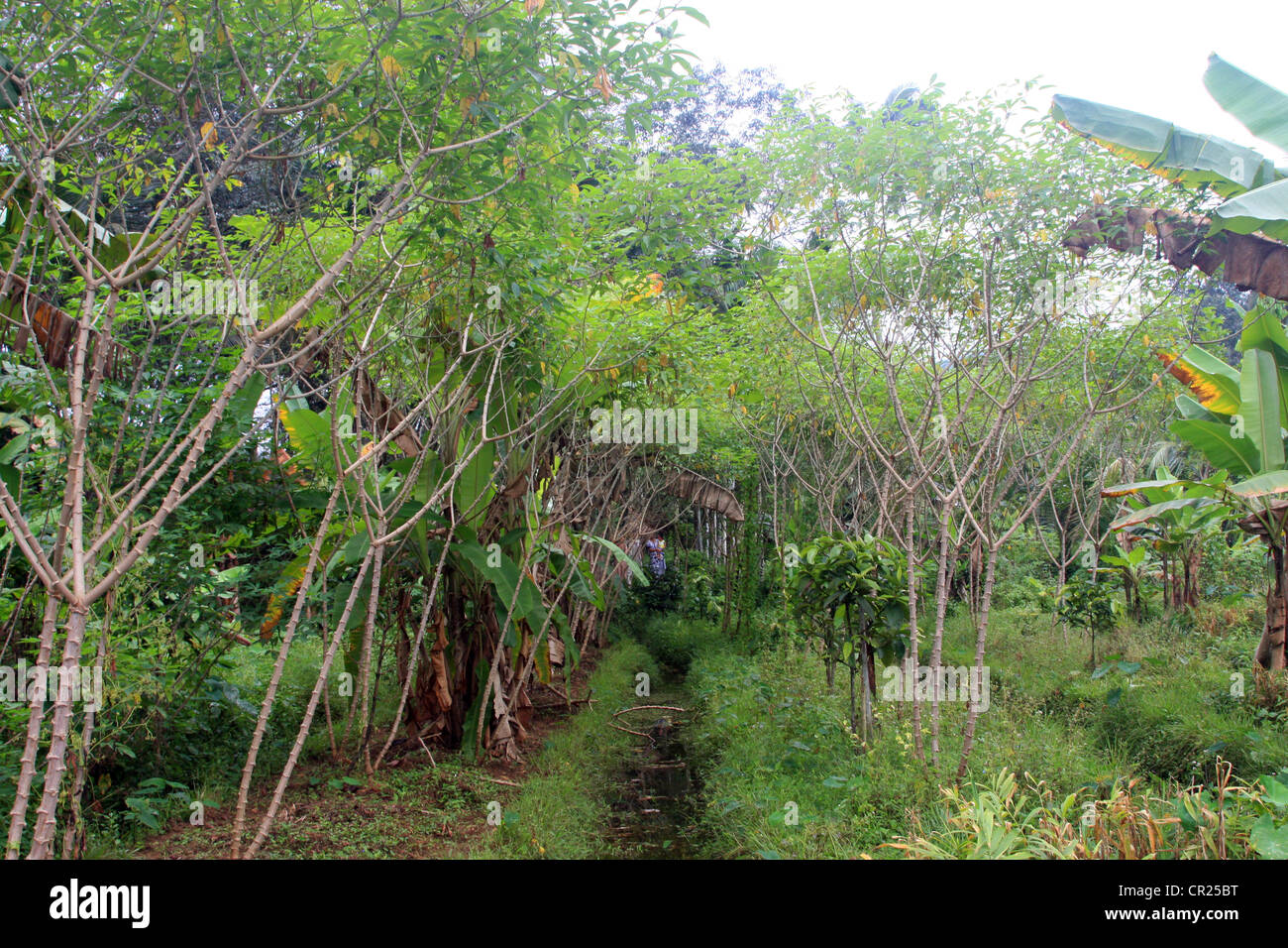 Agriculture field of tapioca hi-res stock photography and images - Alamy