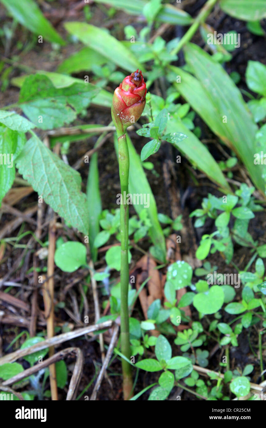A Ginger flower Stock Photo - Alamy