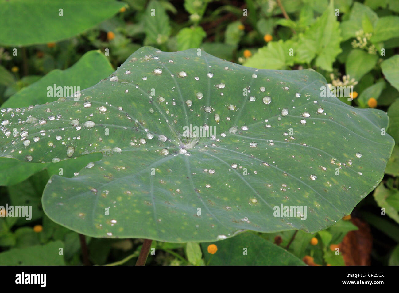Taro leaf hi-res stock photography and images - Alamy
