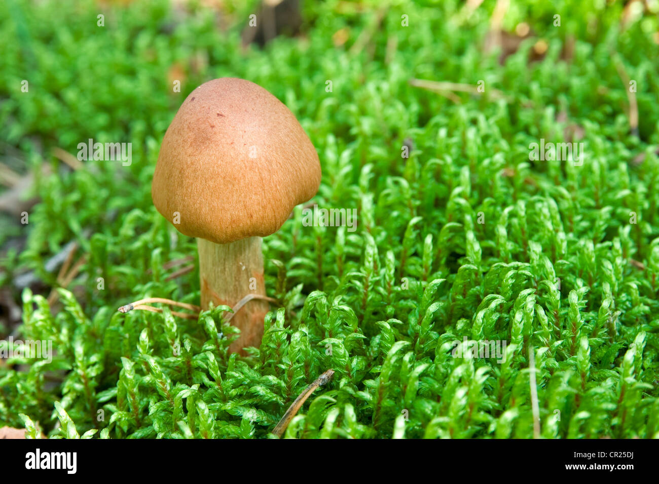 small brown toadstool in a green moss Stock Photo - Alamy