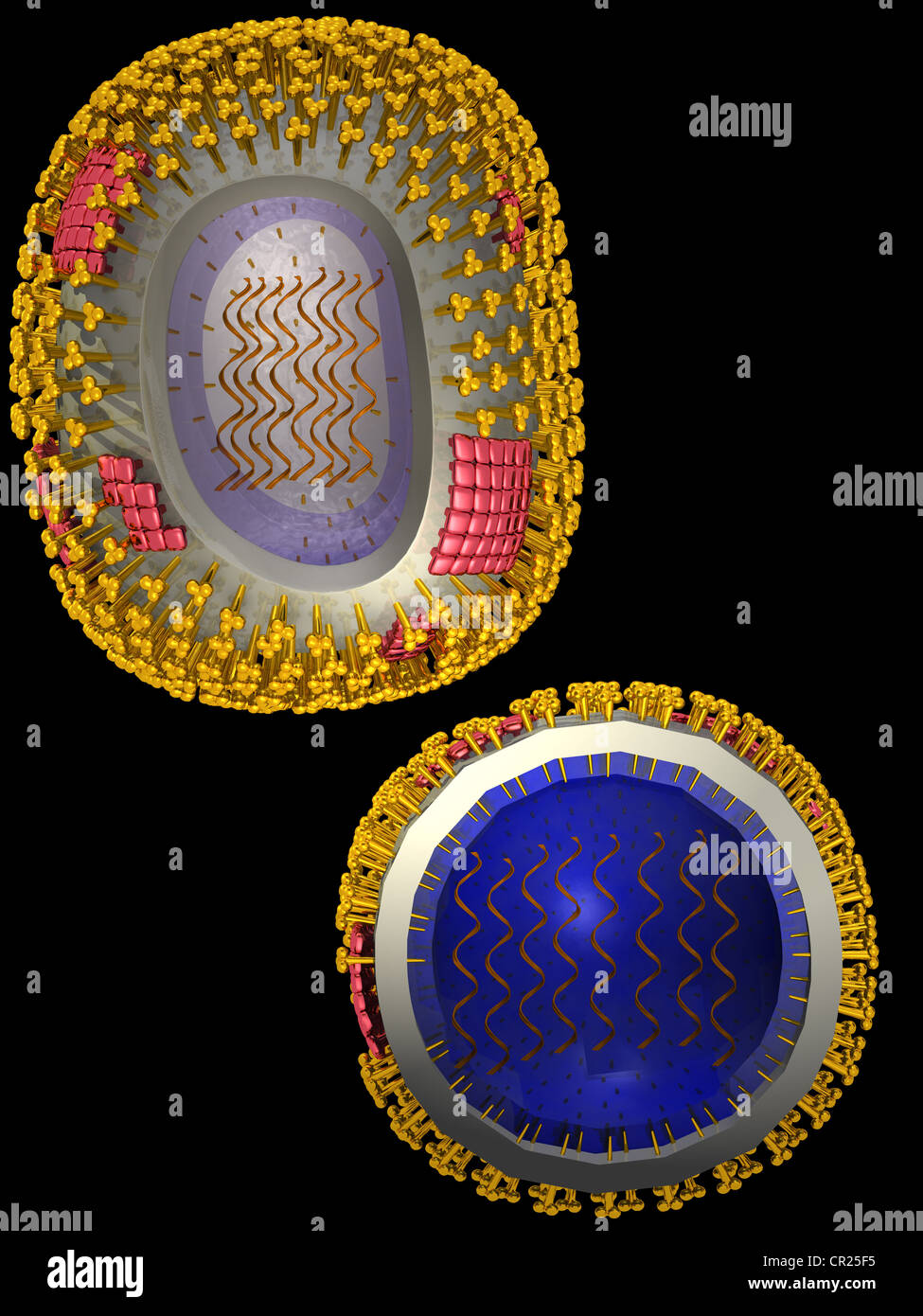 illustrations of the structure of a typical human virus Stock Photo - Alamy