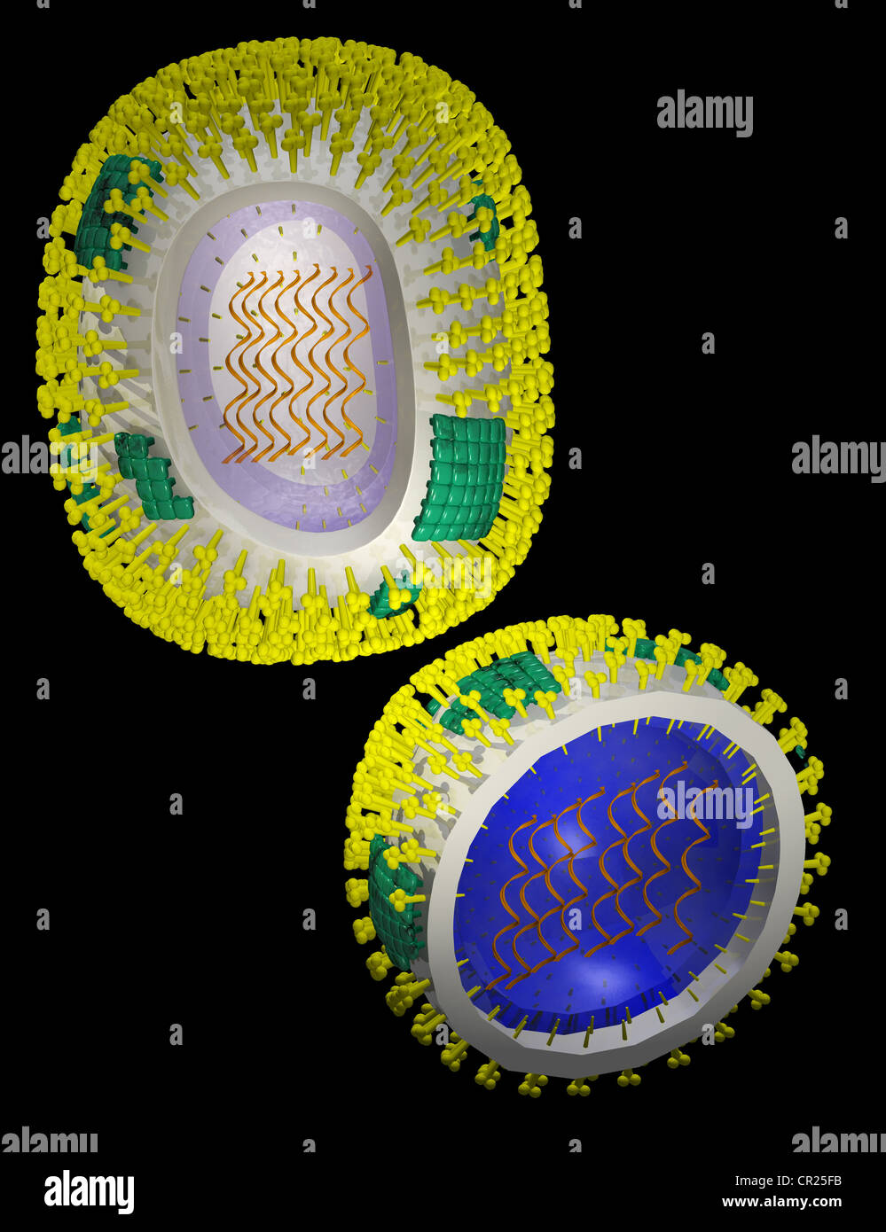 illustrations of the structure of a typical human virus Stock Photo - Alamy