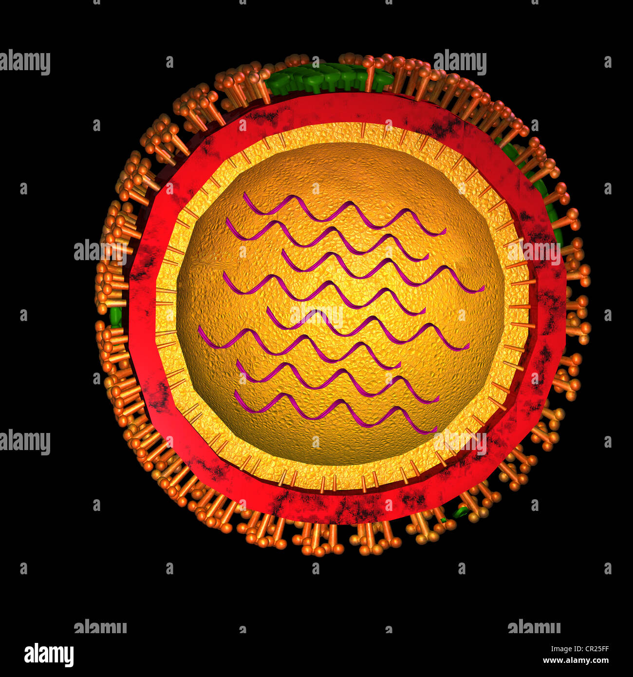 illustrations of the structure of a typical human virus Stock Photo - Alamy