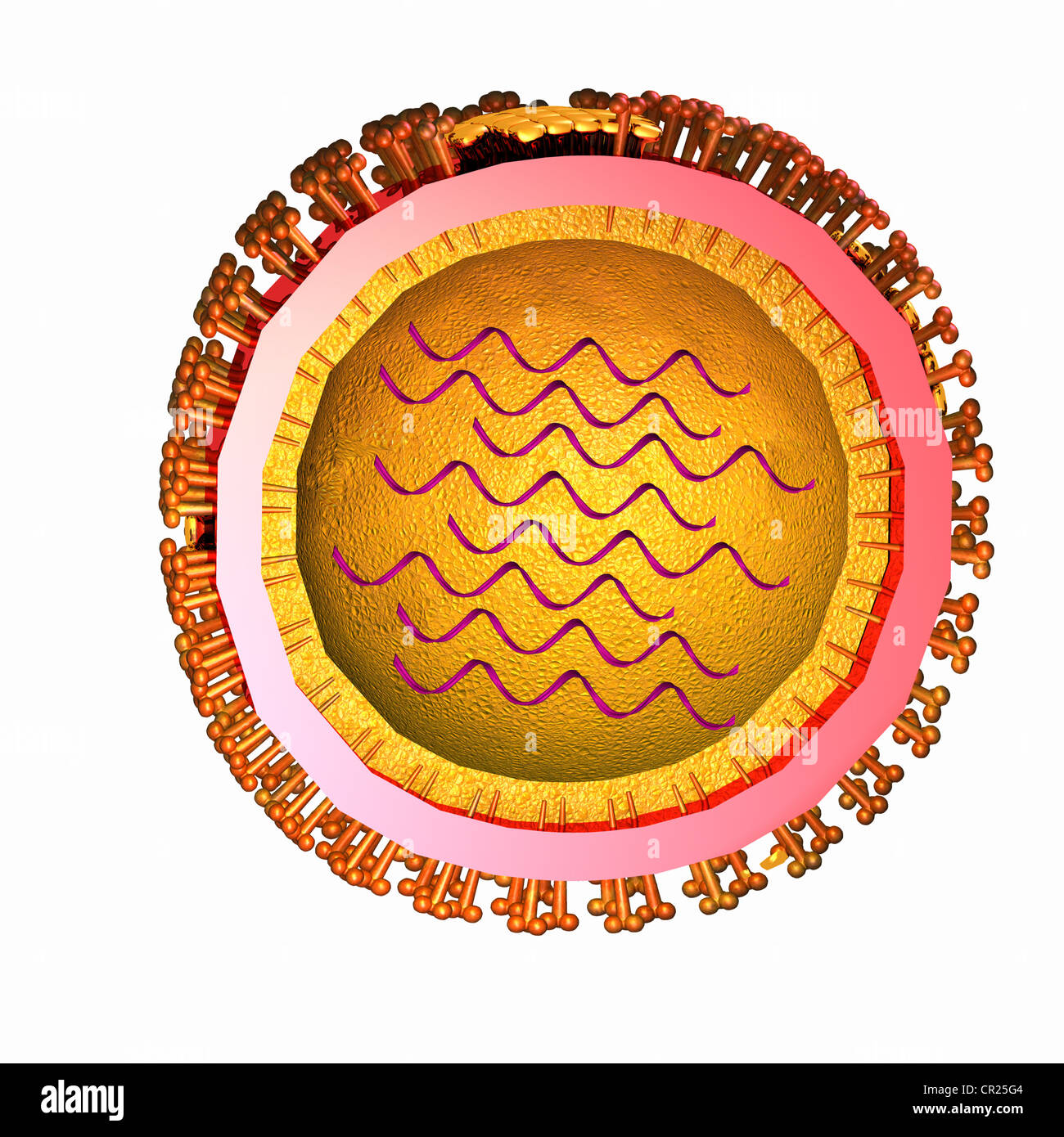 illustrations of the structure of a typical human virus Stock Photo - Alamy