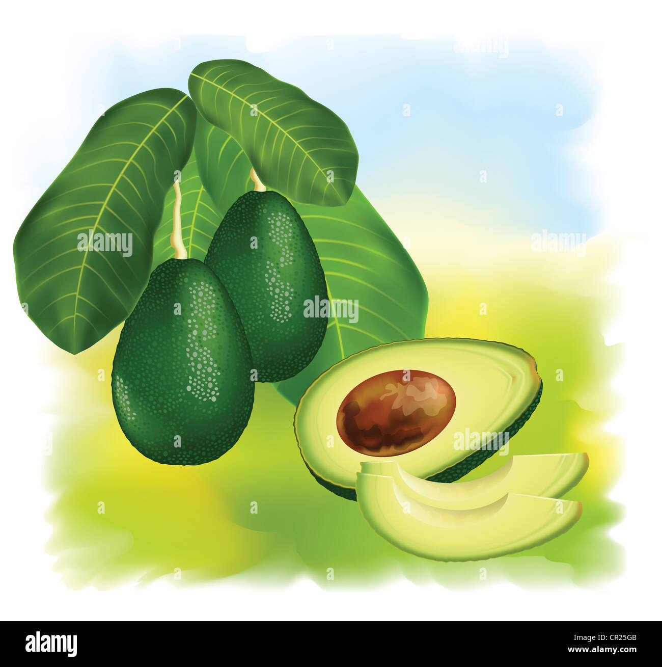 Avocados on a branch with leaves. Half of the fruit with cloves. Vector ...