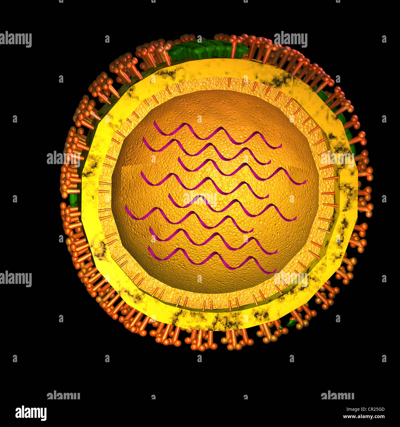 illustrations of the structure of a typical human virus Stock Photo - Alamy