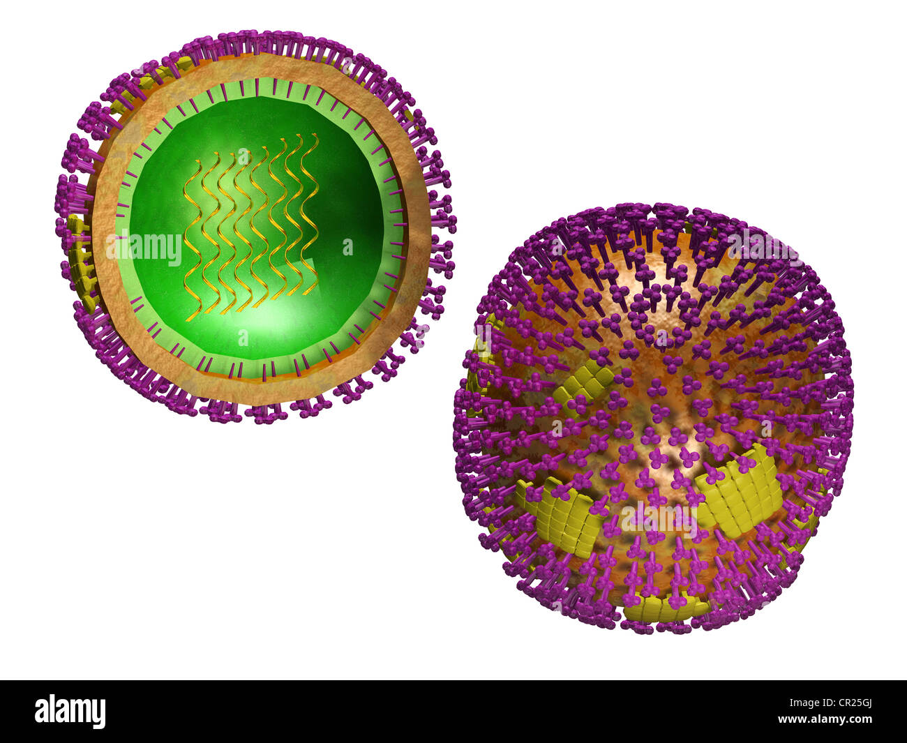 illustrations of the structure of a typical human virus Stock Photo - Alamy
