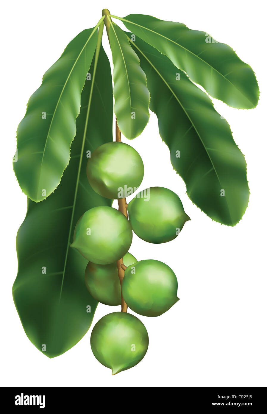Leaves and fruits of Macadamia. Vector illustration on a white ...