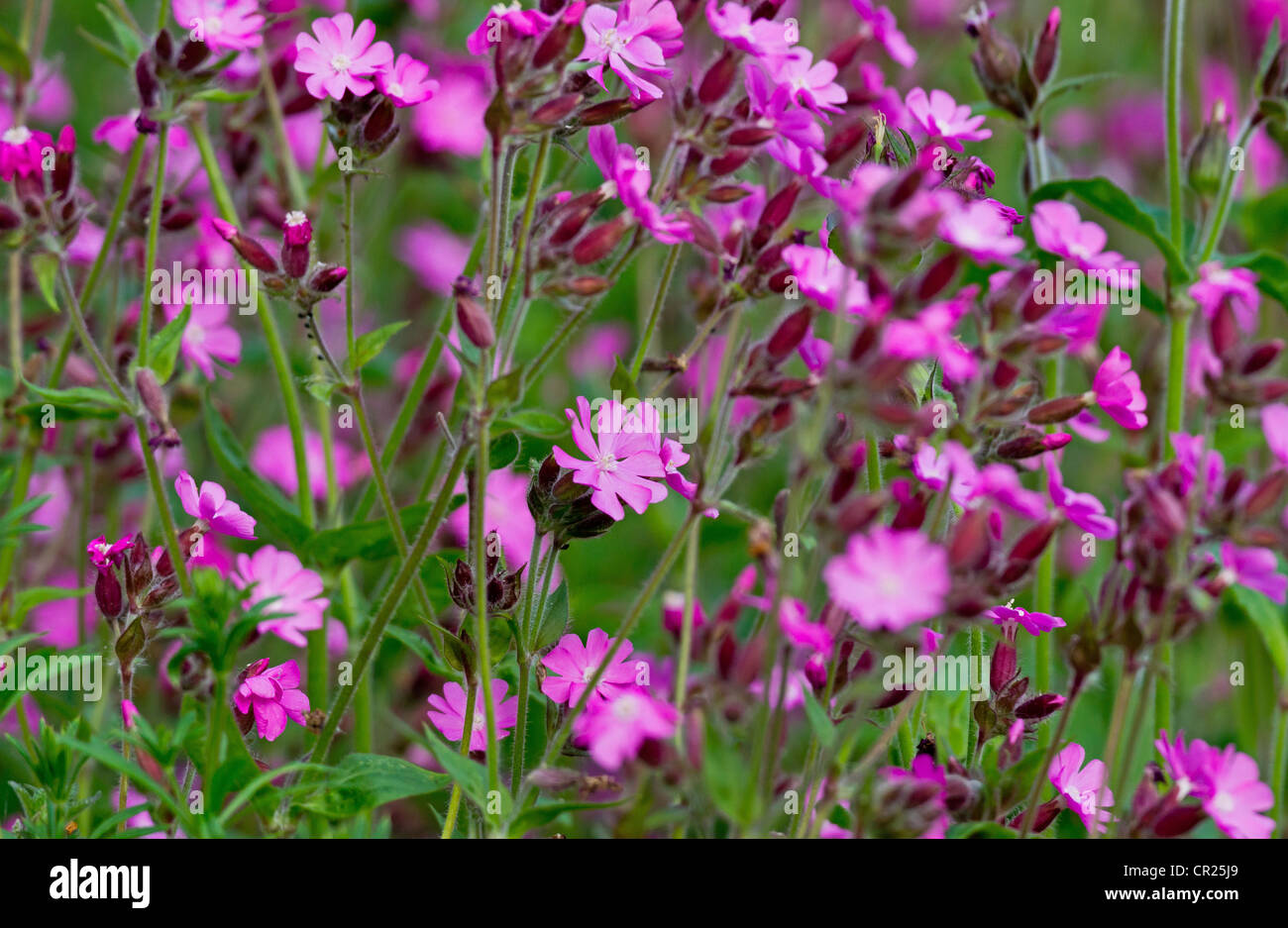 Red campion wildflower hi-res stock photography and images - Alamy