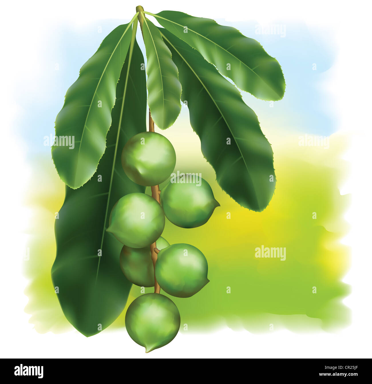 Leaves and fruits of Macadamia. Vector illustration on a fullcolor ...