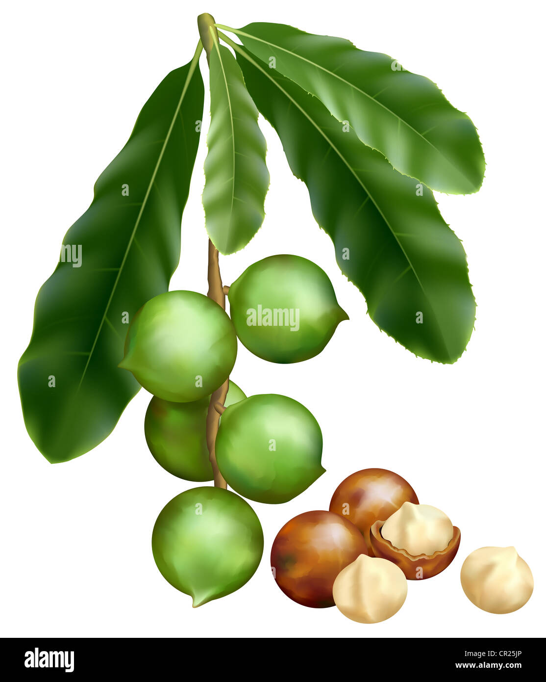 Australian native nuts hi-res stock photography and images - Alamy