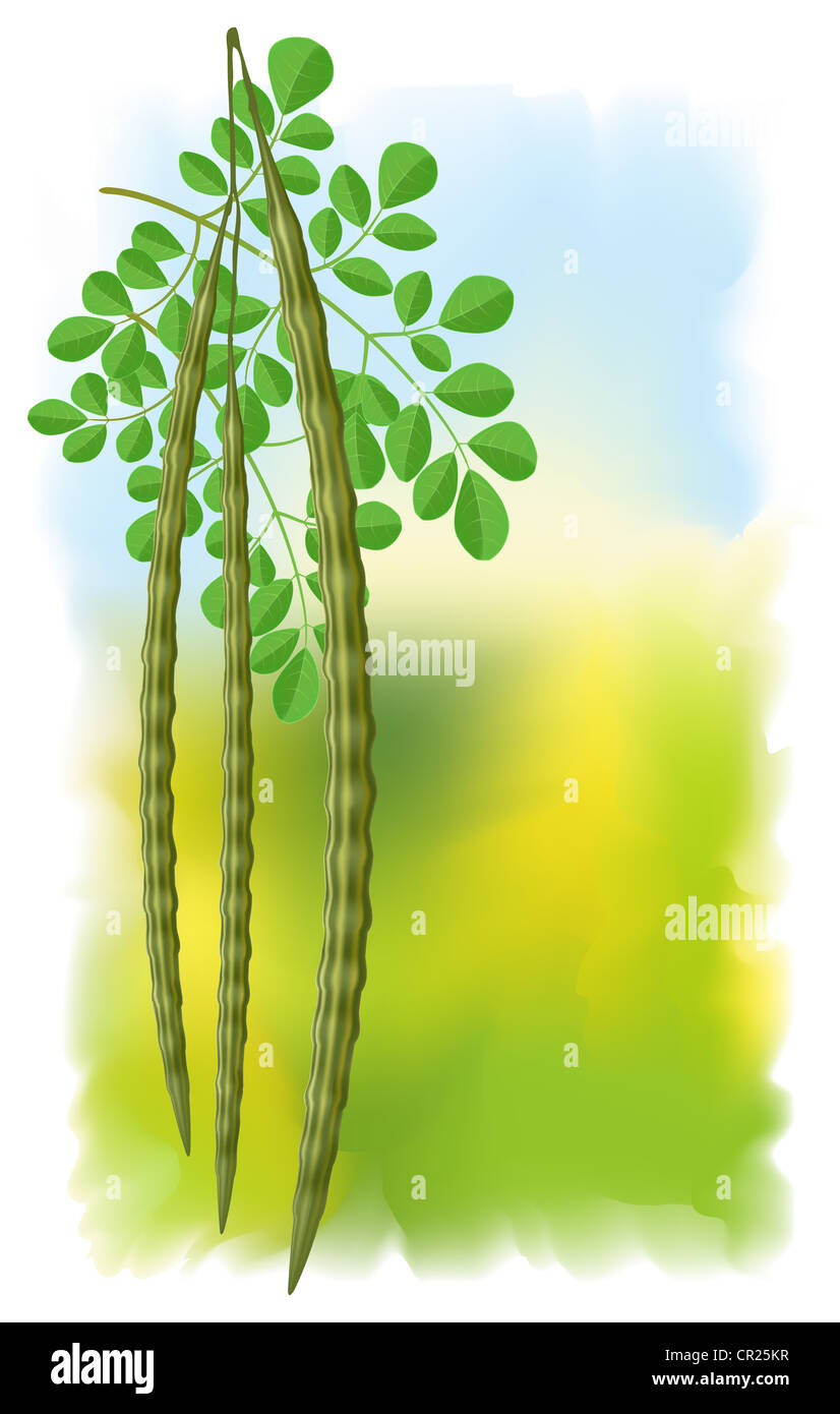 Moringa oleifera. Vector illustration on fullcolor background Stock ...