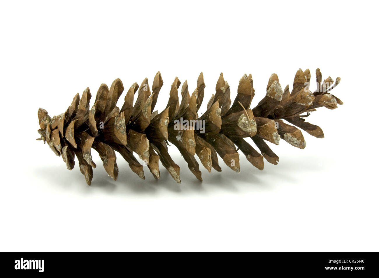 fir-cone isolated on the white background Stock Photo - Alamy