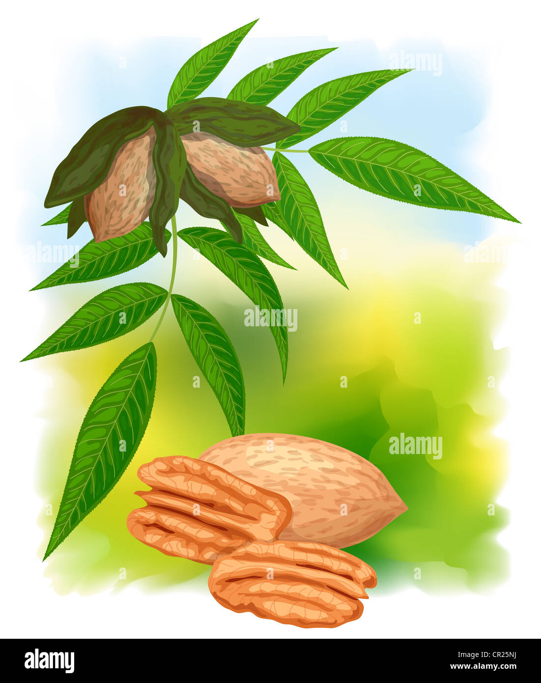 Pacane hi-res stock photography and images - Alamy