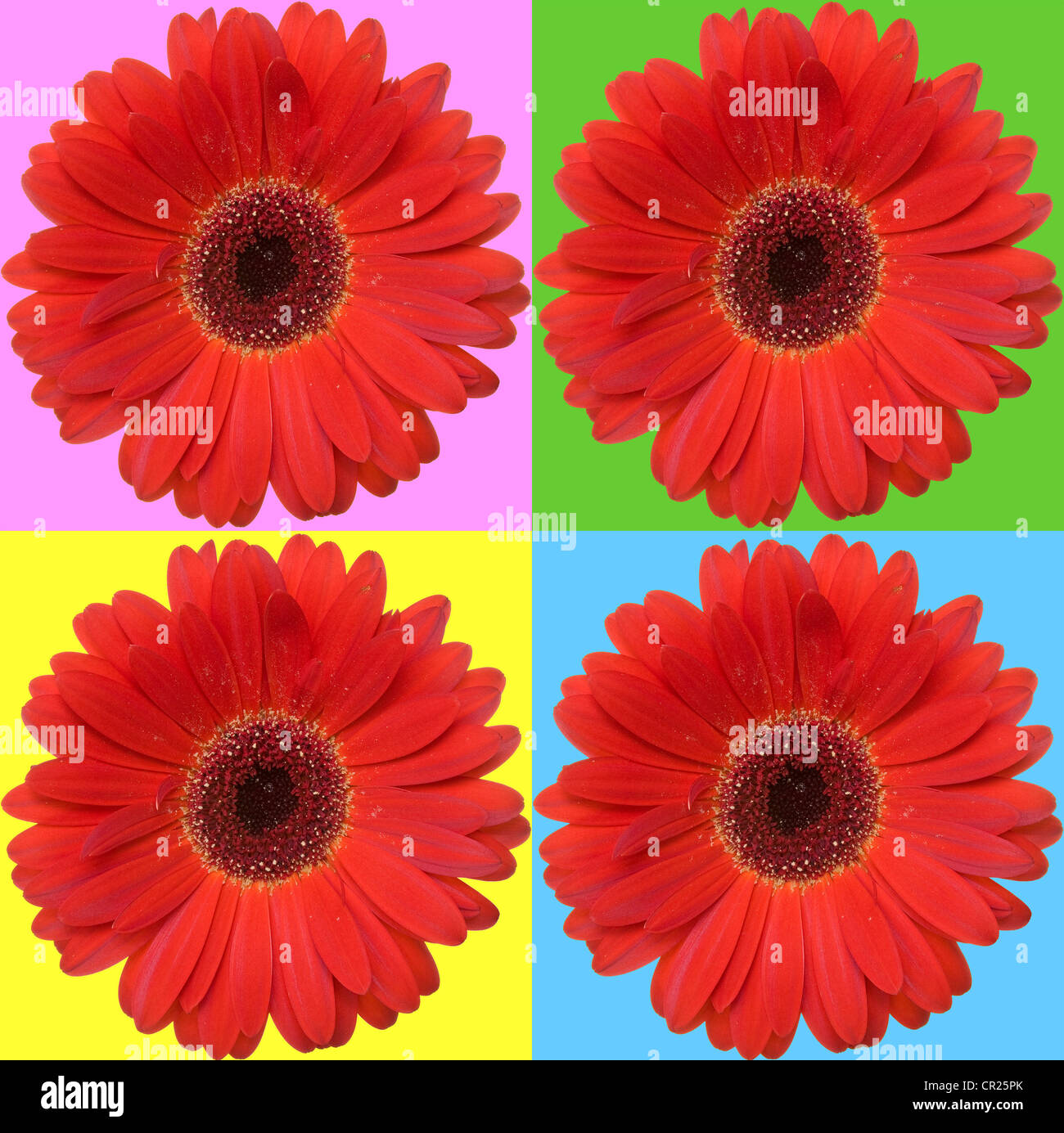 four red daisies isolated on color squares Stock Photo - Alamy