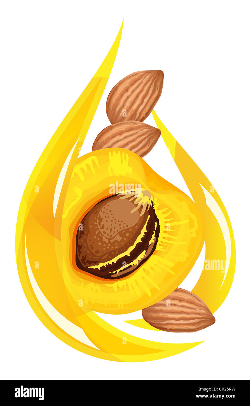 Apricot kernel oil. Stylized drop. Vector illustration Stock Photo - Alamy