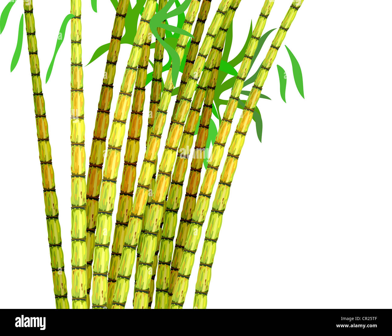 Plant of sugar cane. Vector illustration on a white background Stock ...
