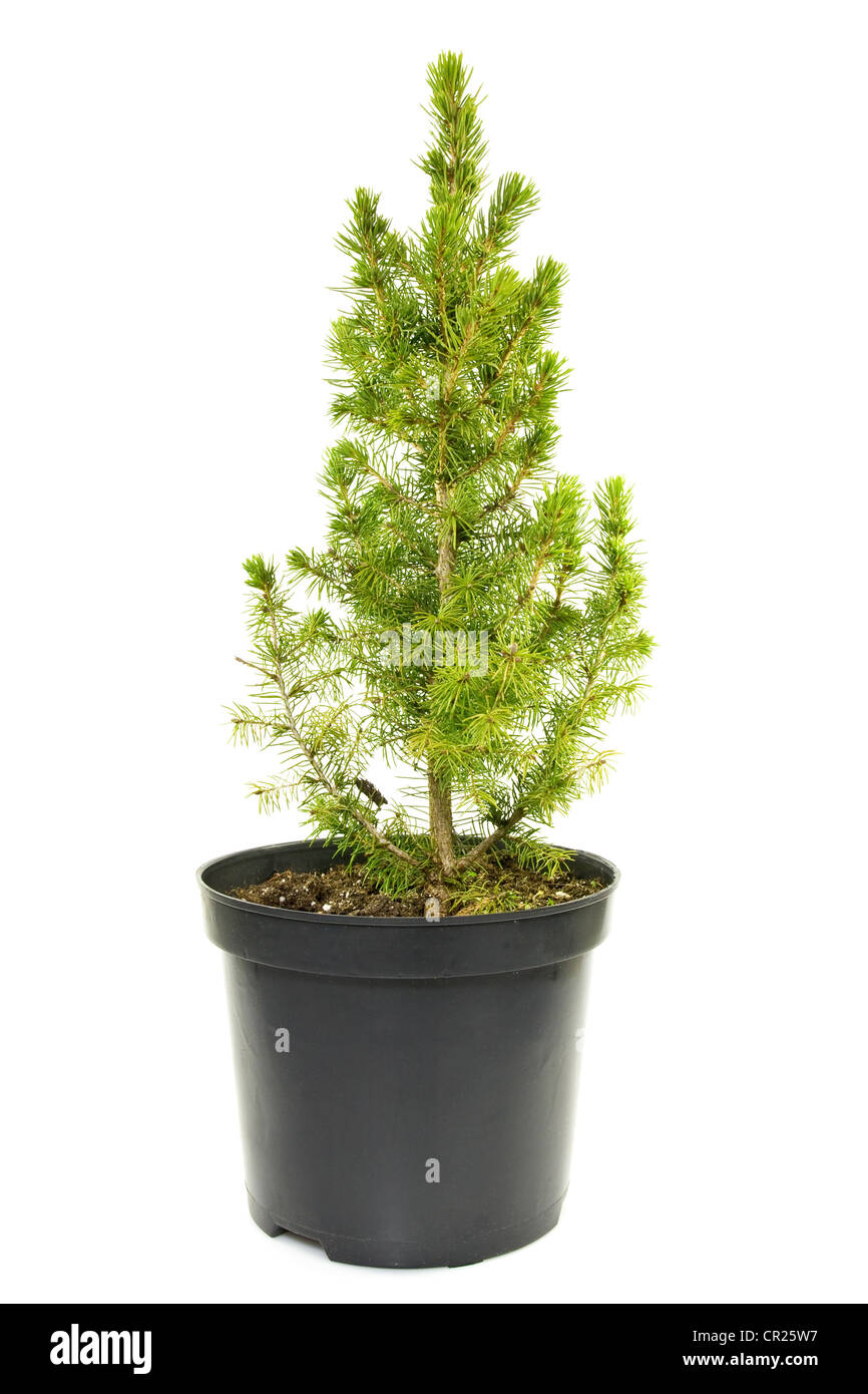 Fir tree pot hi-res stock photography and images - Alamy