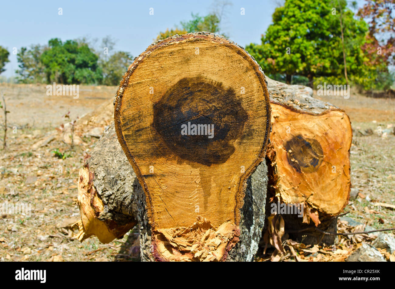 Mark Tree High Resolution Stock Photography and Images - Alamy