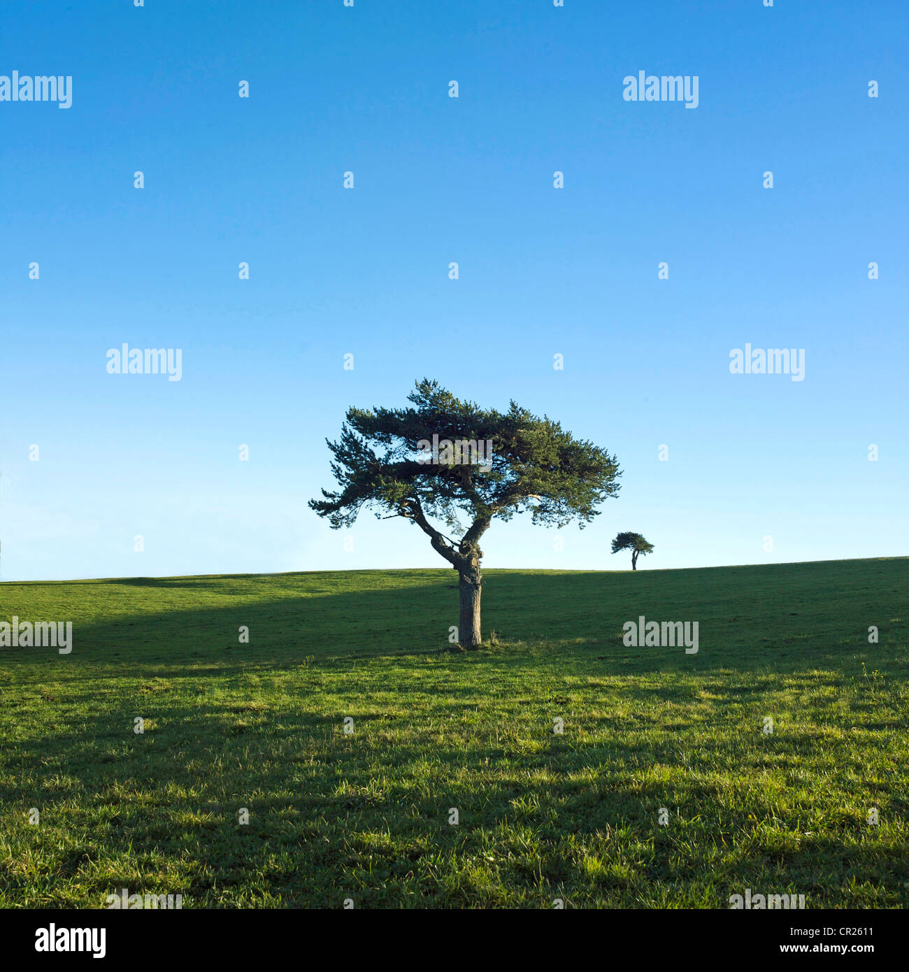 Pasture landscape under clear blue sky in Puy de Dome, Auvergne-Rhone ...