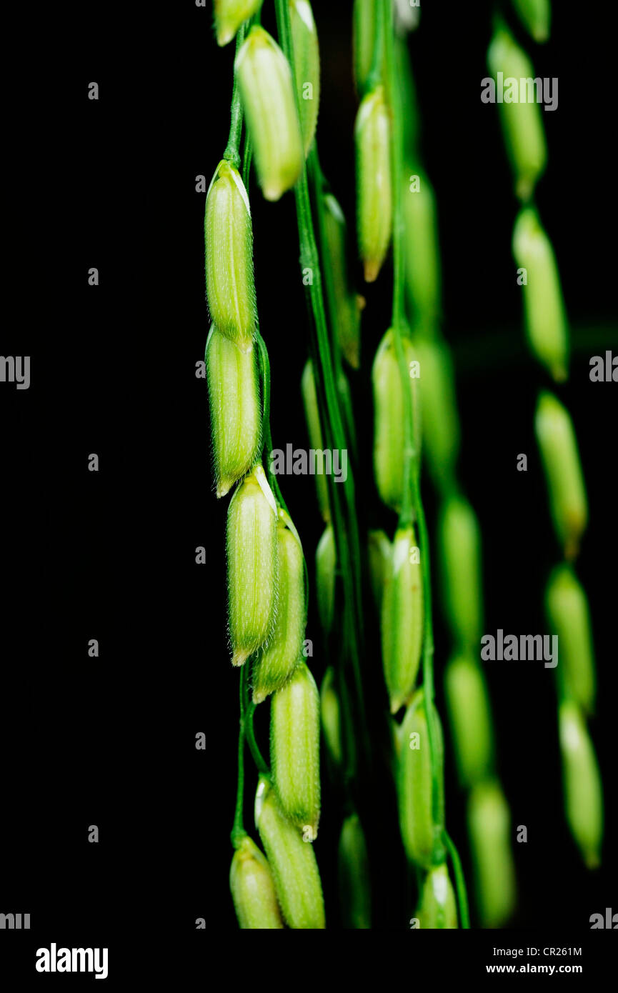green paddy rice Stock Photo - Alamy