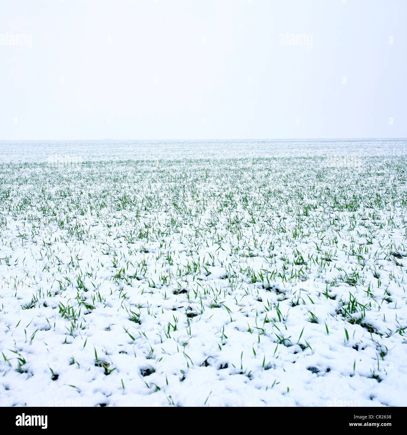 Fresh green grass under snow hi-res stock photography and images - Alamy
