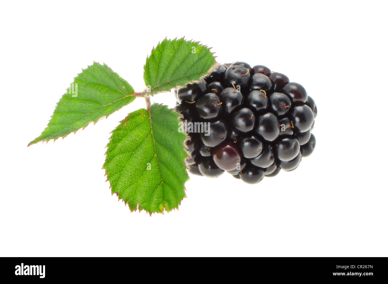 Blackberry fruit hi-res stock photography and images - Alamy