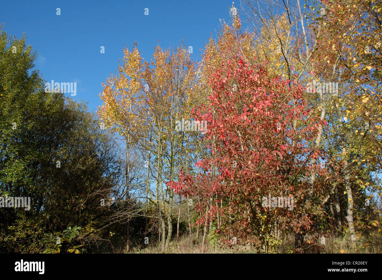 Trees with autumn leaves, Suffolk, UK Stock Photo - Alamy