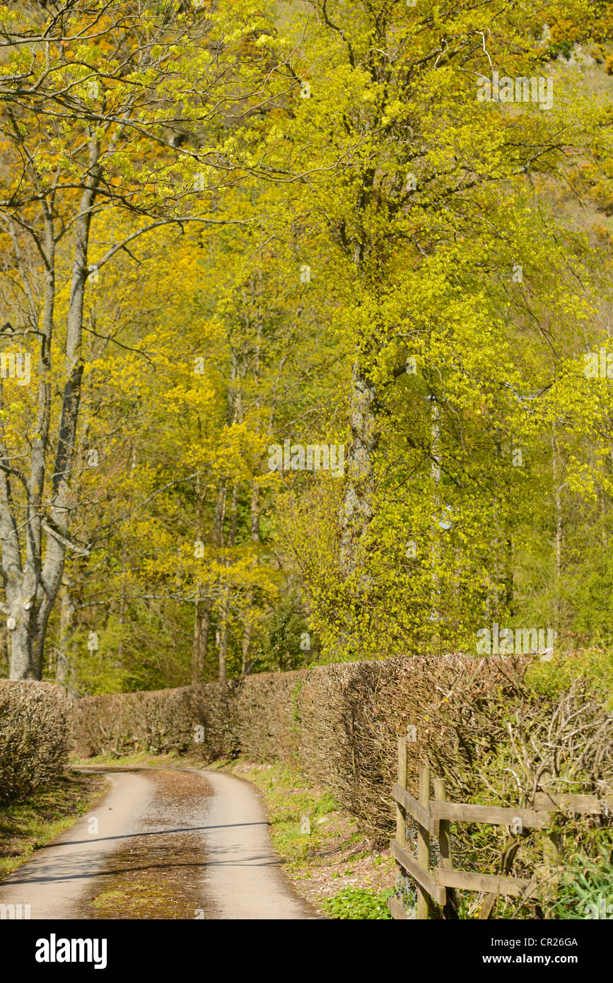 lane in spring Stock Photo - Alamy