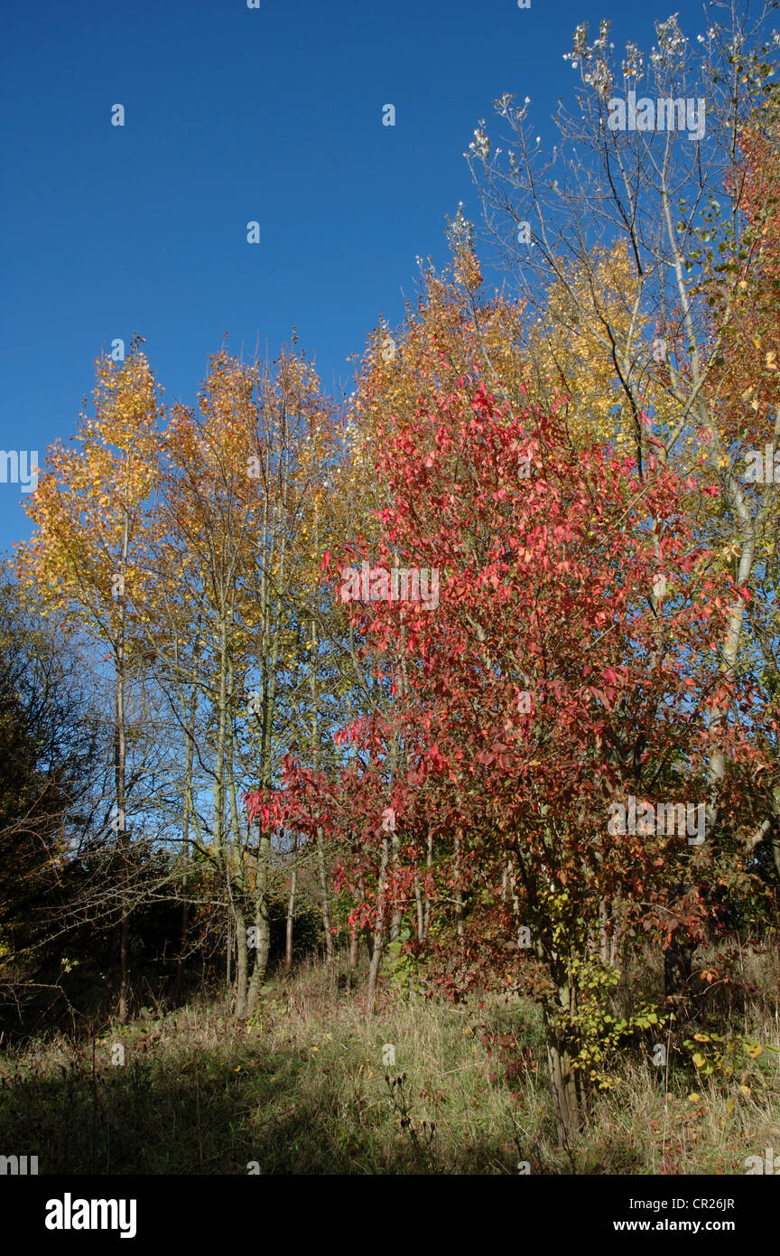 Trees with autumn leaves, Suffolk, UK Stock Photo - Alamy