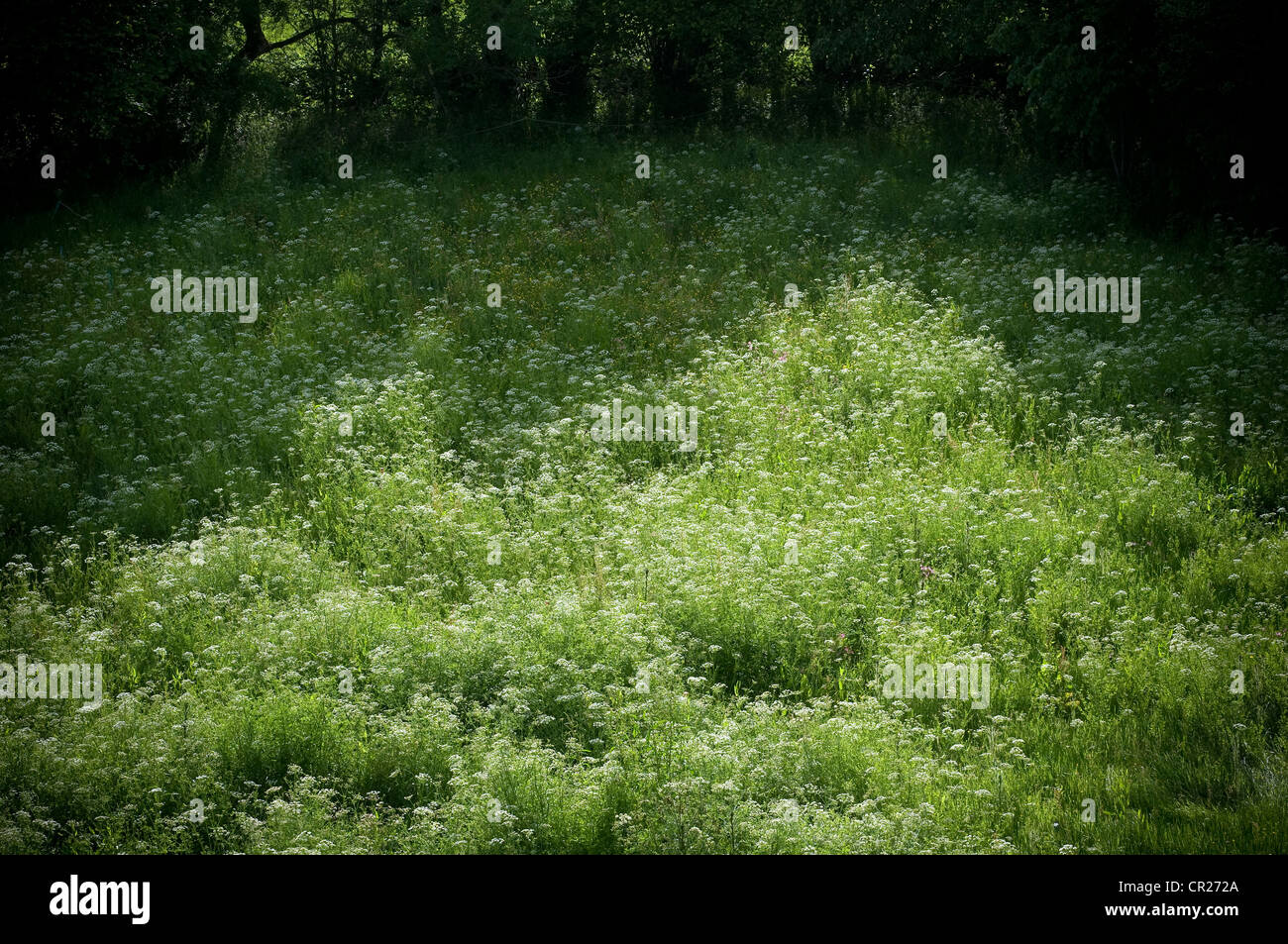 cowslip in pasture,overgrown,woods,landscaped, lush, nature, nobody ...