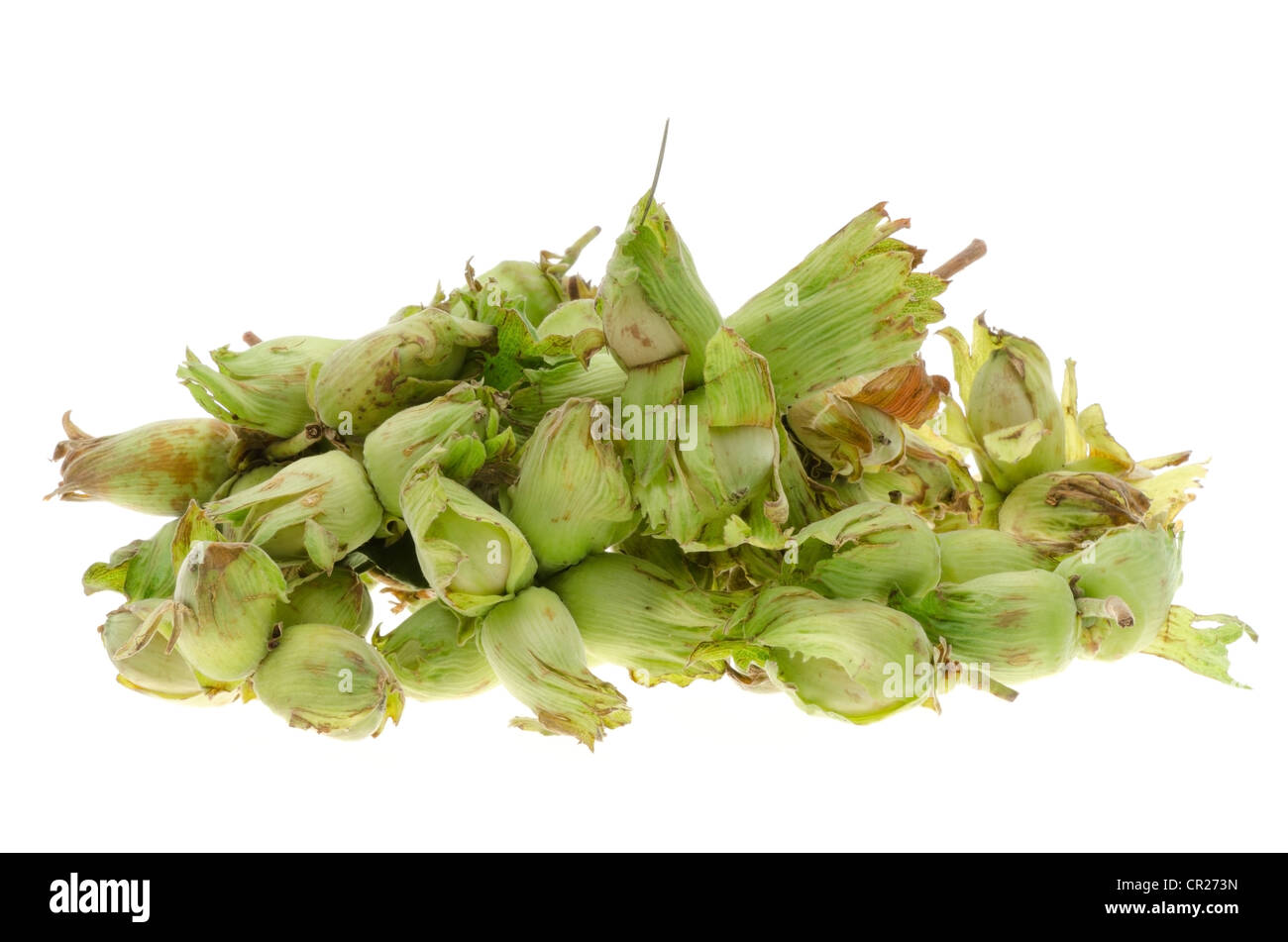 Fresh green hazelnuts in the shell. Isolated in the studio with a white ...